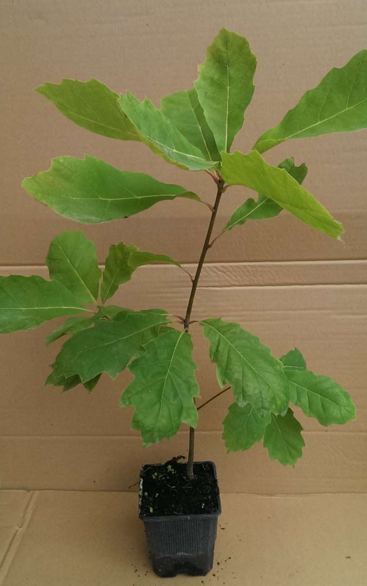 Roteiche kaufen im Topf